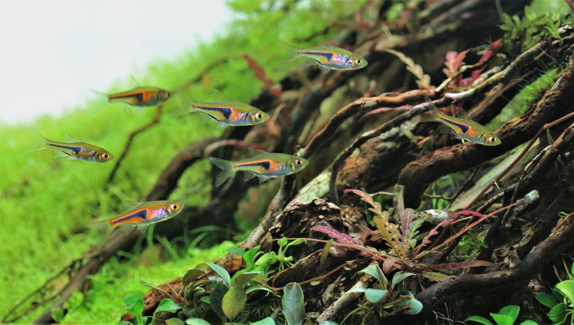 Community Fish Food – KGTropicals