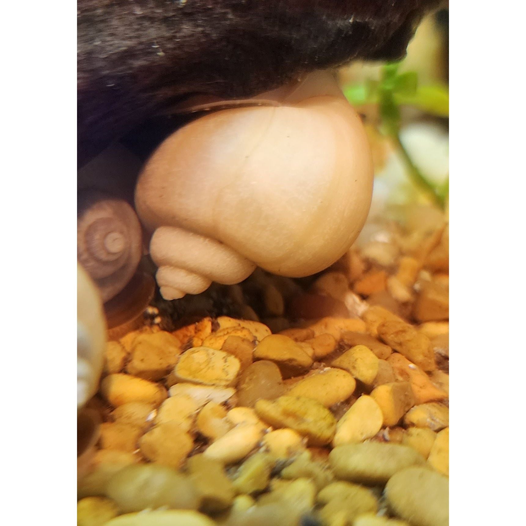Ivory Mystery Snail – KGTropicals