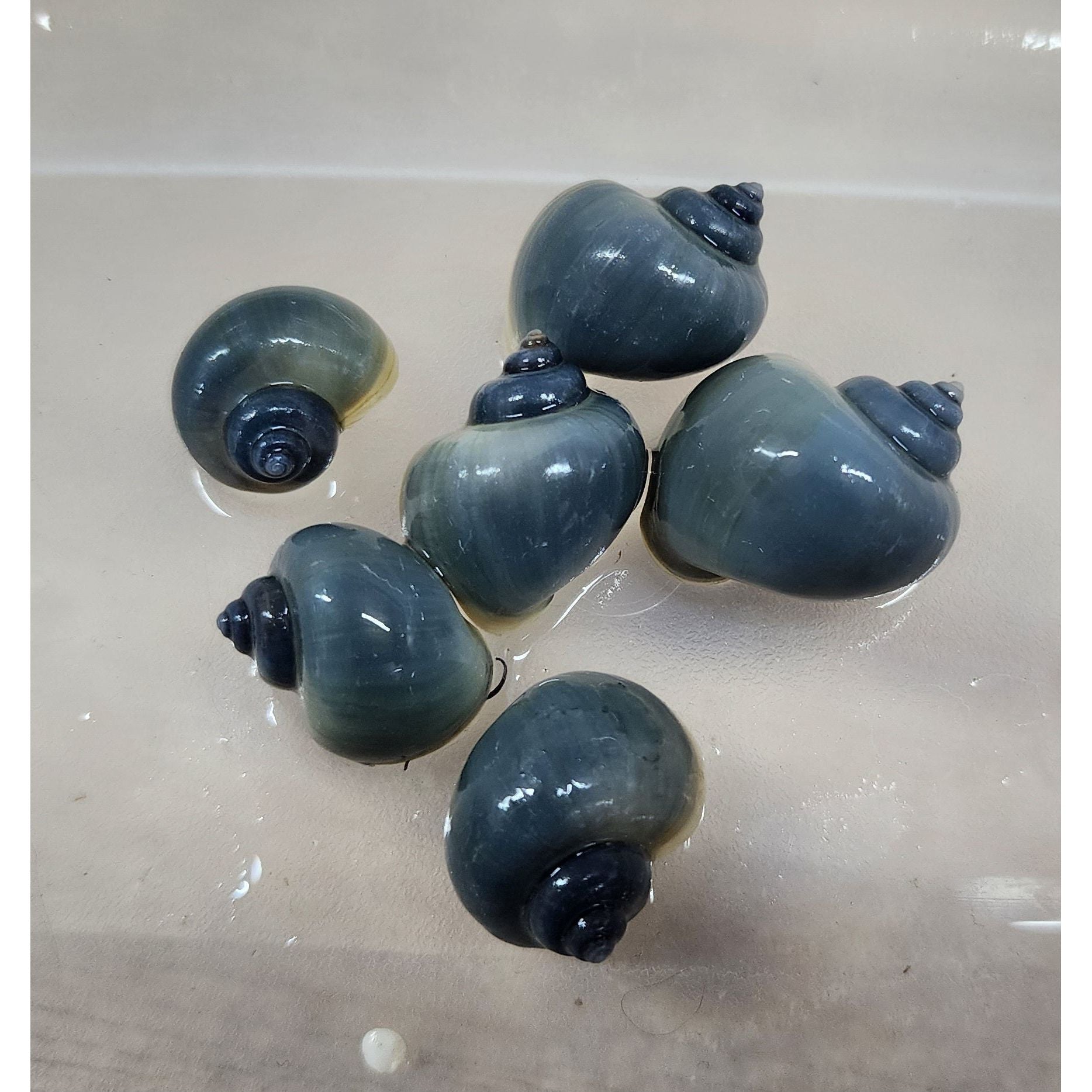 Blue Mystery Snail – KGTropicals