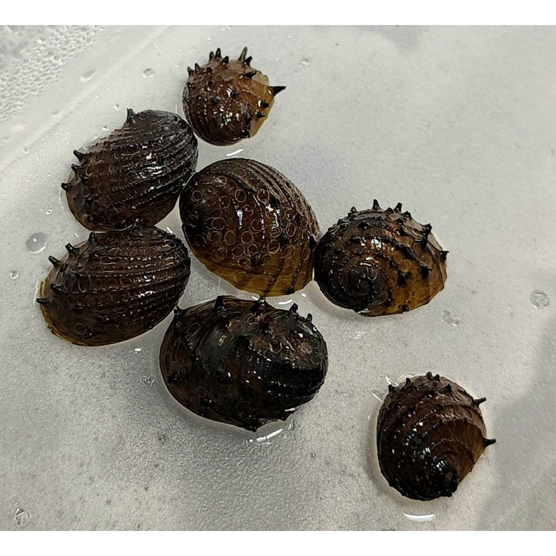 Spiky Nerite Snail – KGTropicals
