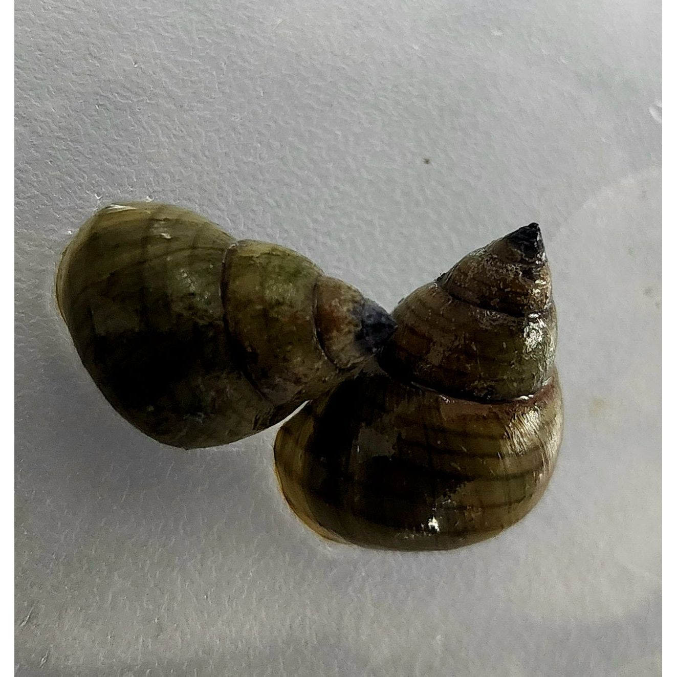 Piano Snail – KGTropicals