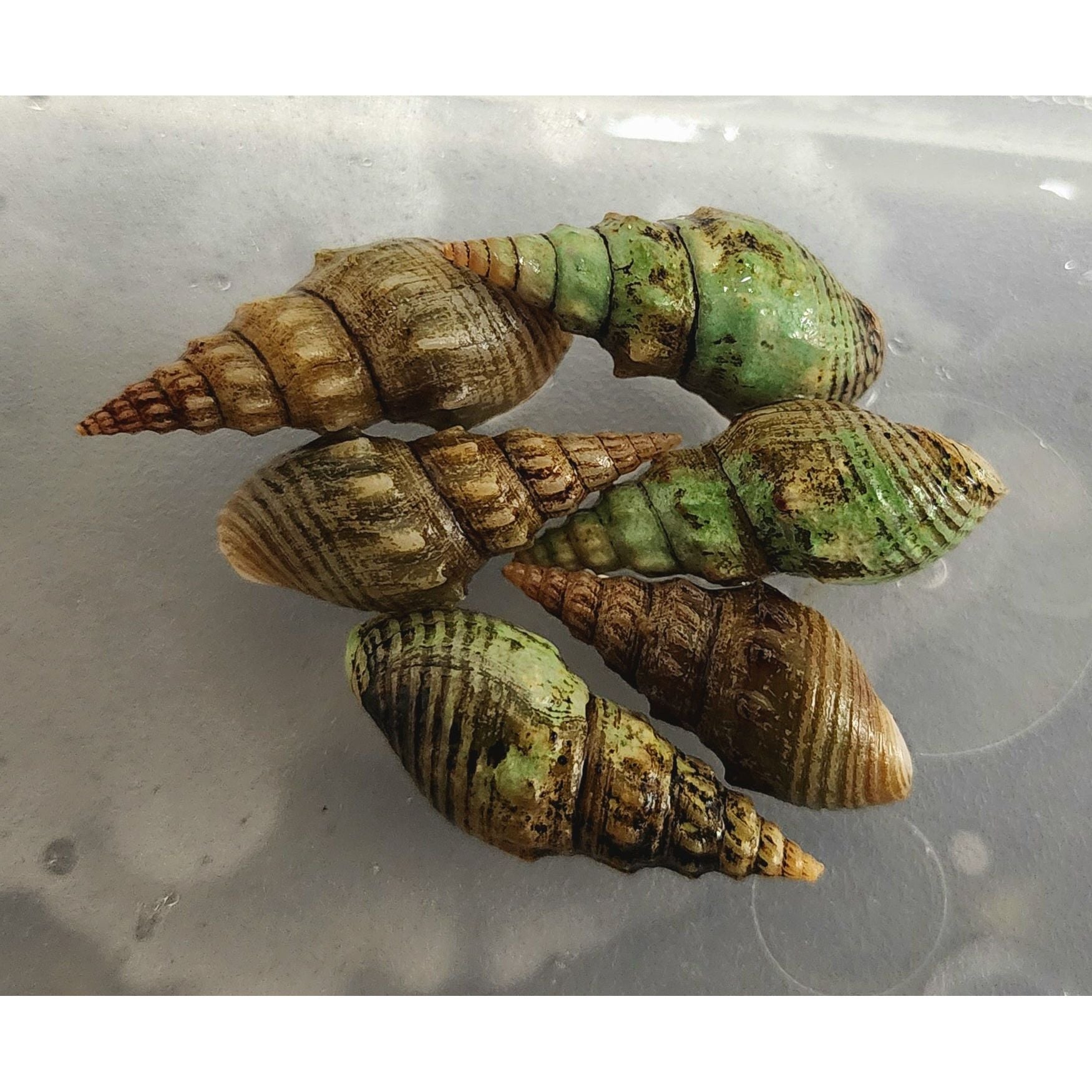 Prambanan Snail – KGTropicals