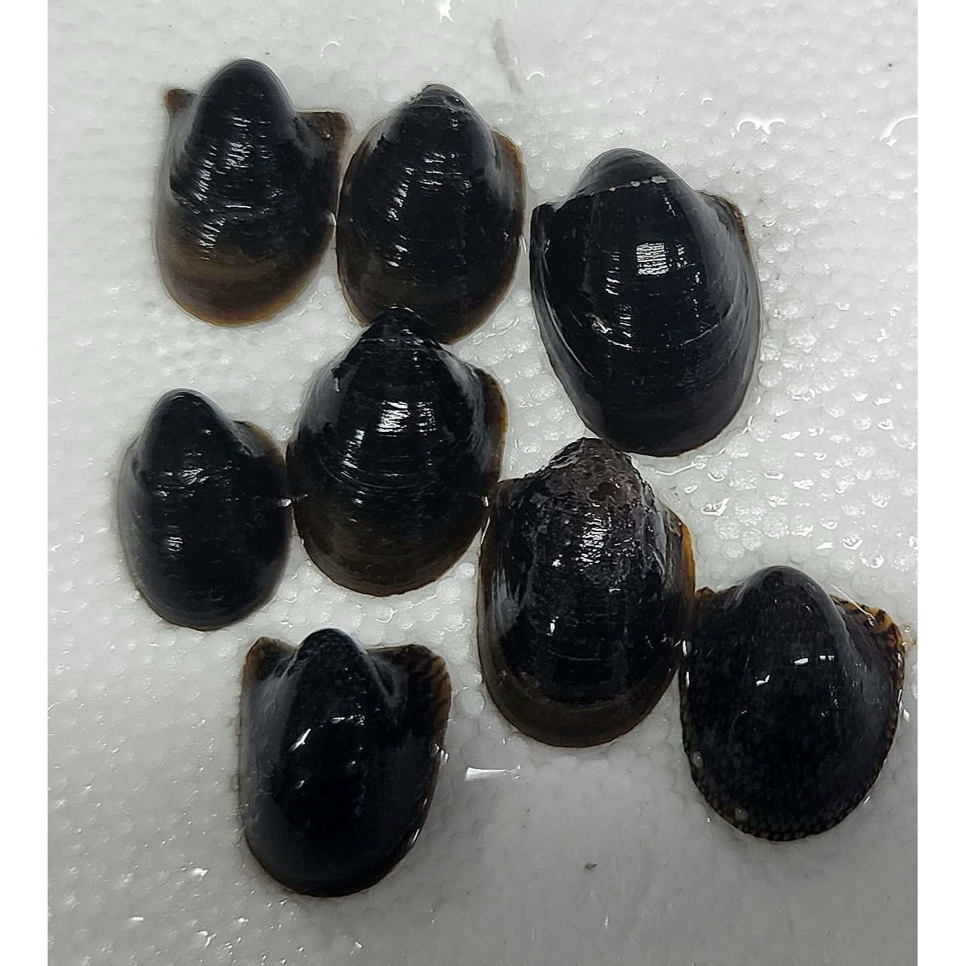 Batman Nerite Snail – KGTropicals