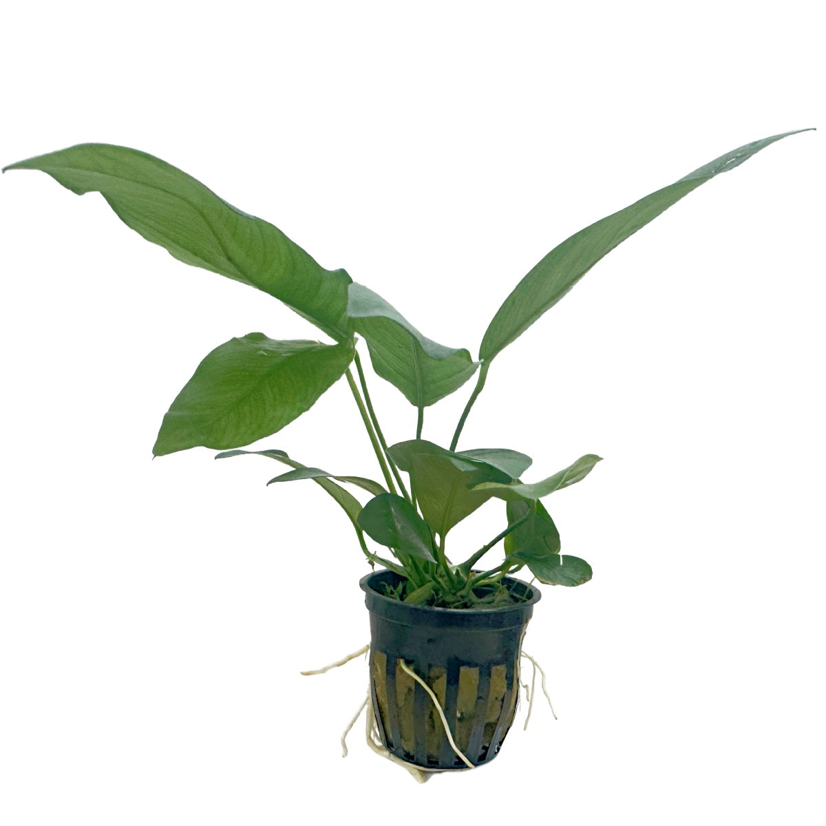 Anubias Nancon – KGTropicals