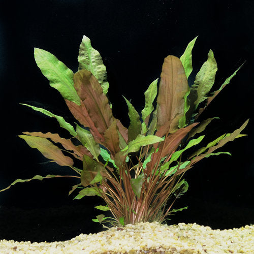 Cryptocoryne Wendtii RED 'Mi Oya' – KGTropicals