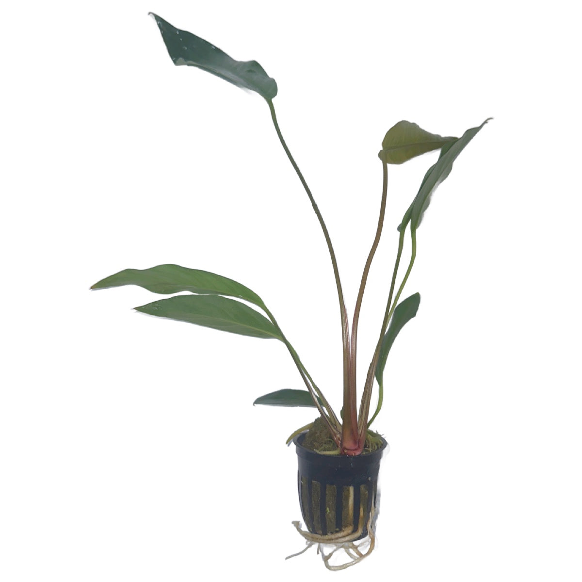 Anubias Barteri – KGTropicals