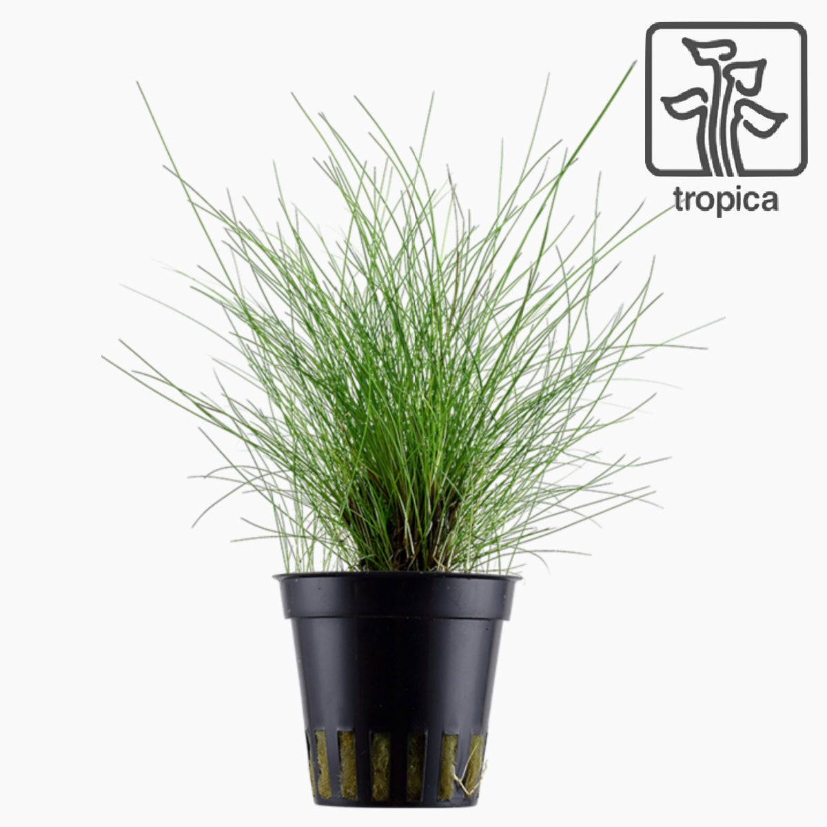 Dwarf Hair grass (Eleocharis Pervula) – KGTropicals