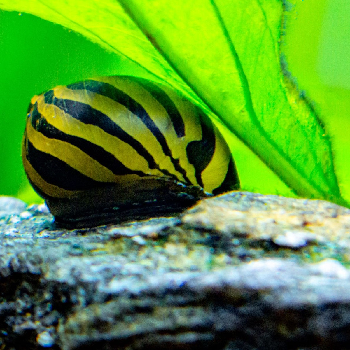 KGTropicals
