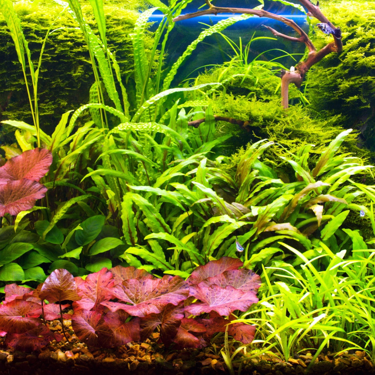 KGTropicals