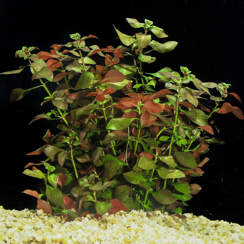 Ludwigia Repens – KGTropicals