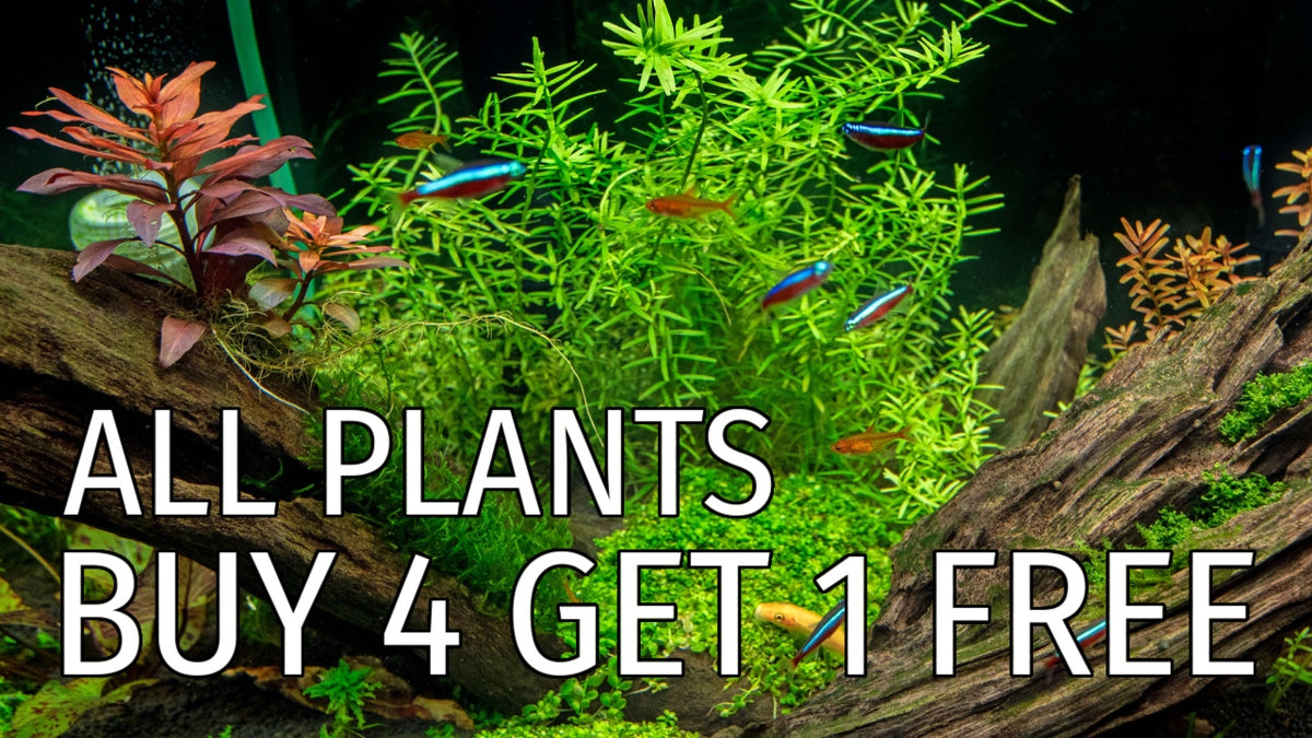 KGTropicals