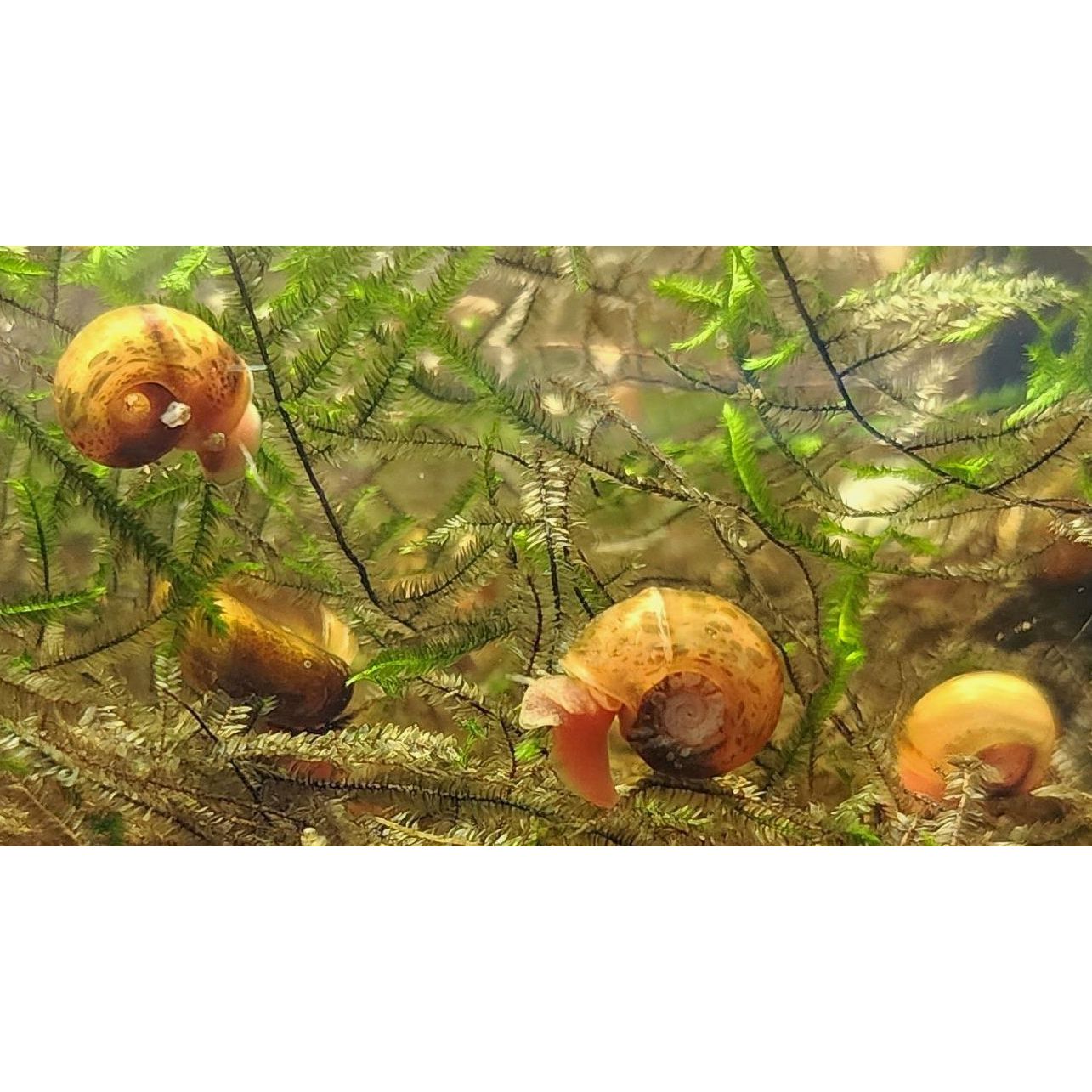 GOLD RAMSHORN SNAILS (5 PACK) – KGTropicals