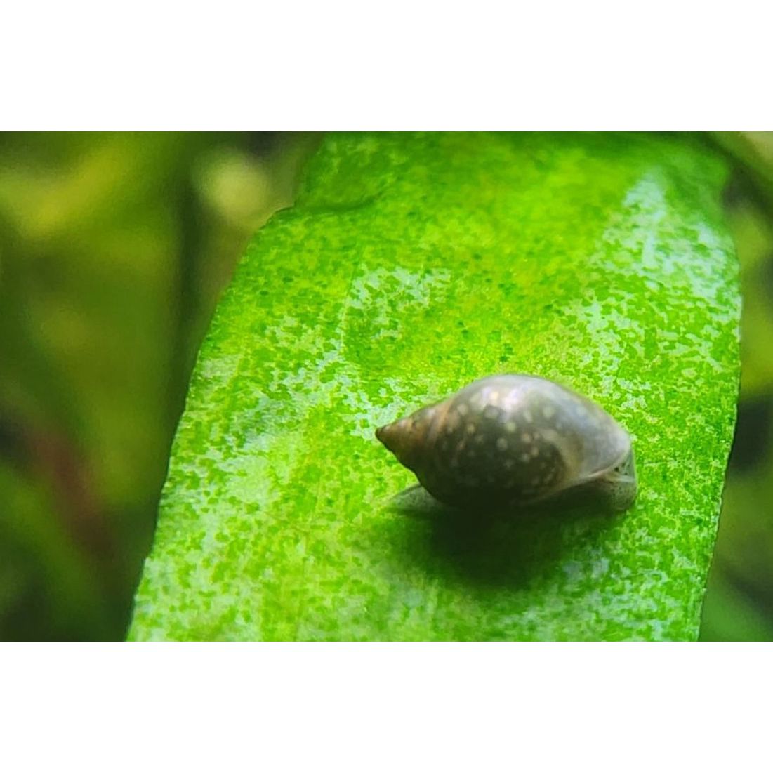 BLADDER SNAILS (20 Pack) – KGTropicals