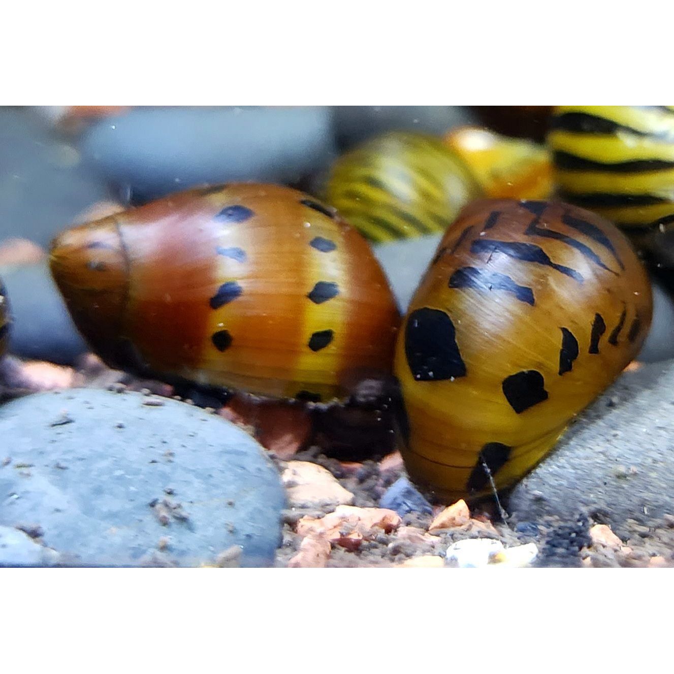 Tiger Nerite Snail – KGTropicals