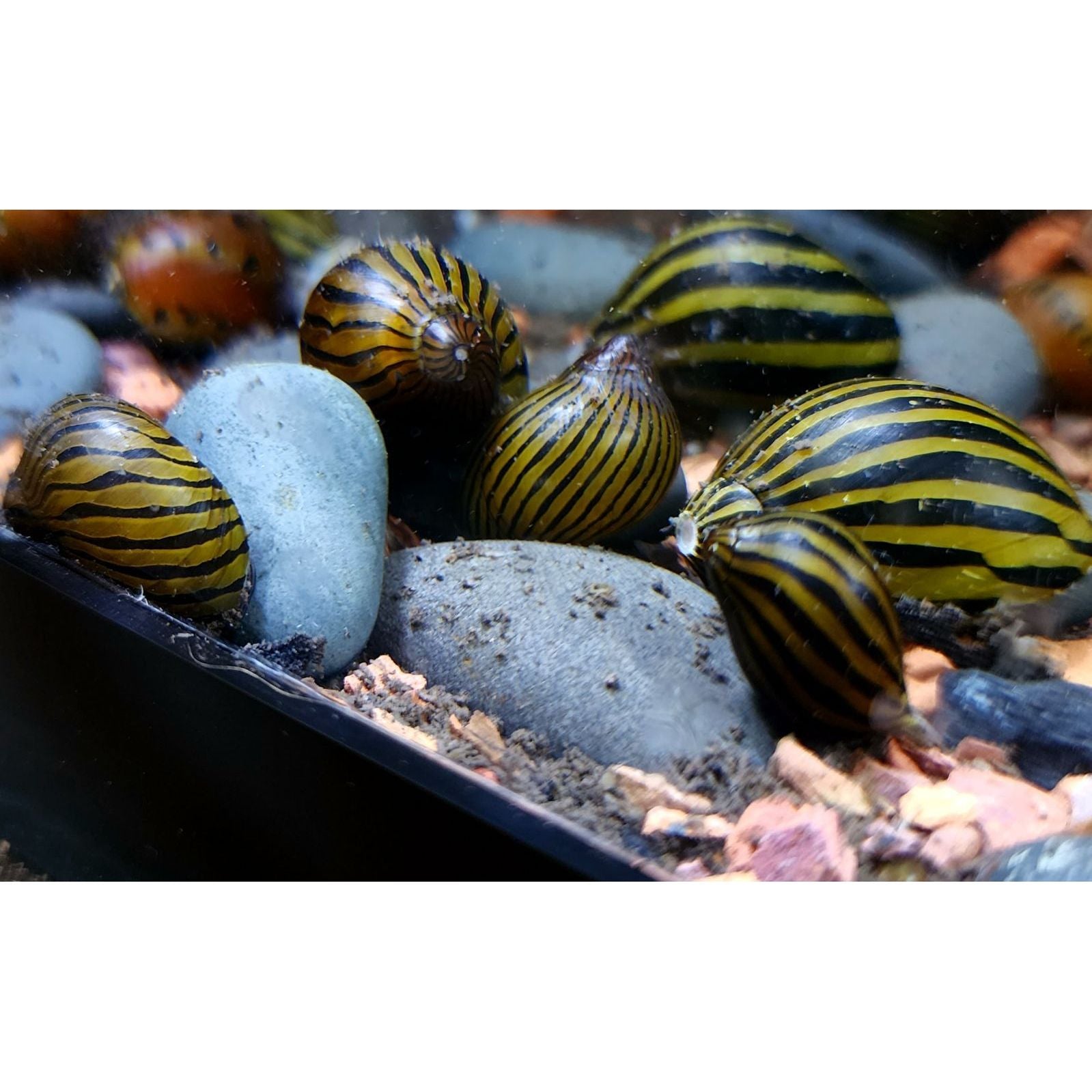 Zebra Nerite Snail – KGTropicals