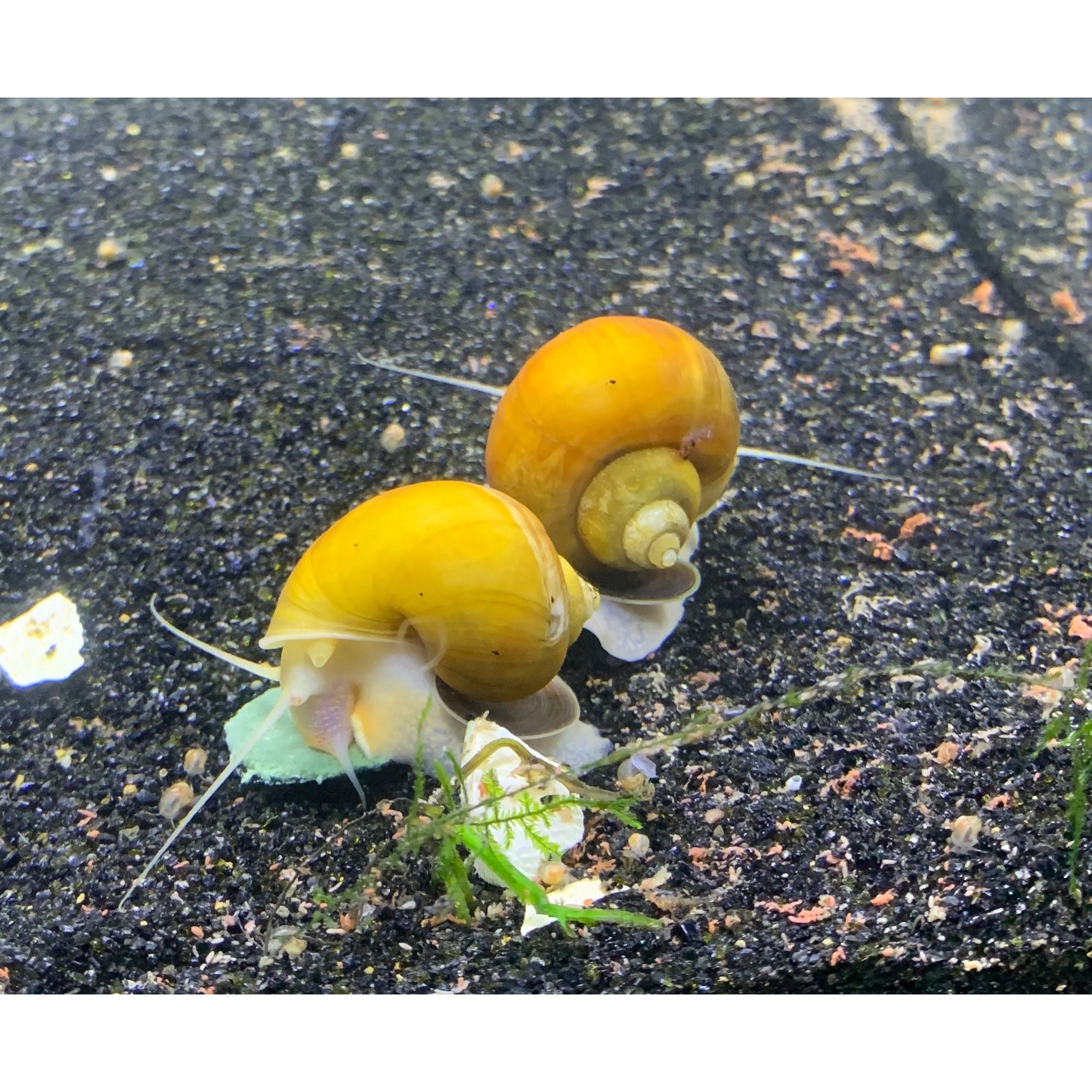 Gold Mystery Snail – KGTropicals