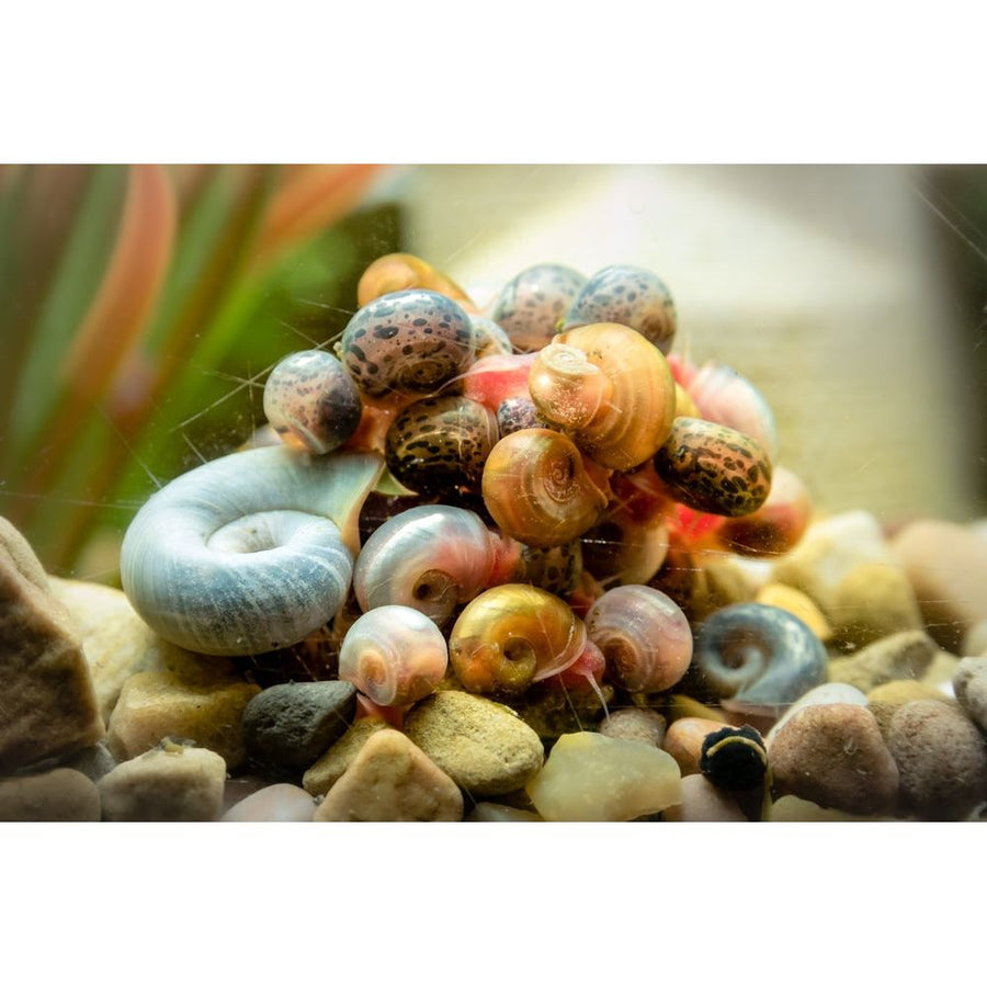 RAMSHORN SNAILS (ASSORTED BLUE, PINK,GREY,GOLD) – KGTropicals